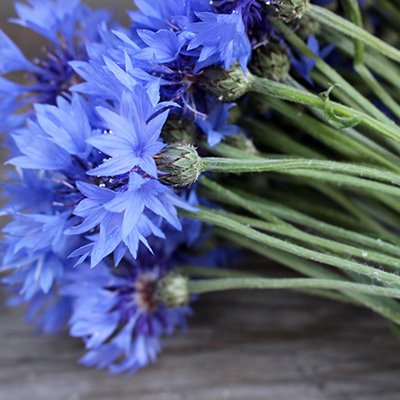 Our Ingredients: All About Cornflower | Garnier® Australia