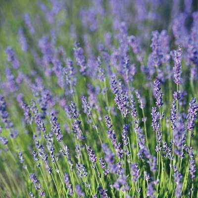 Our Ingredients: All About Lavandin| Garnier® Australia