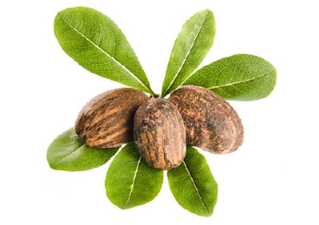 Our Ingredients: All About Shea Butter| Garnier® Australia