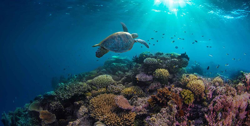 Learn More About Great Barrier Reef | Garnier Australia & NZ